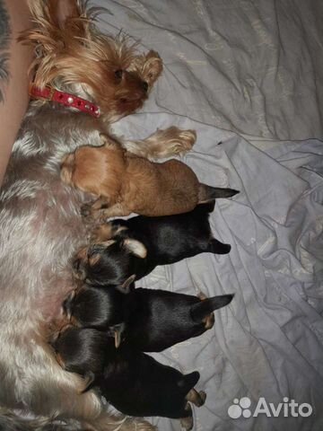 Собаки щенки йорк