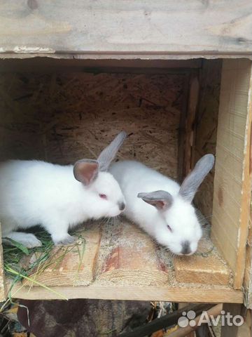 Калифорнийские кролики