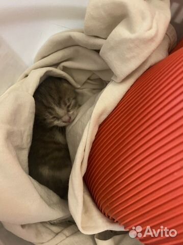 Ищу кормящую кошку