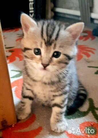 Американская короткошерстная