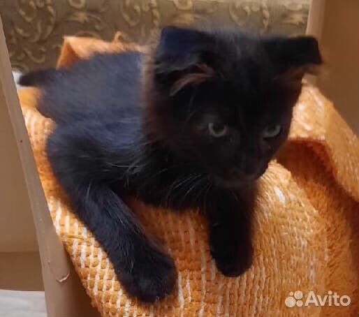 Мальчик вислоушка Баги