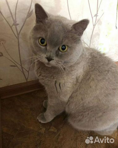 Котик шотландец