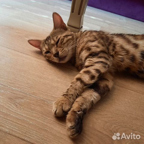 Найдена кошка, бенгал. Коньково