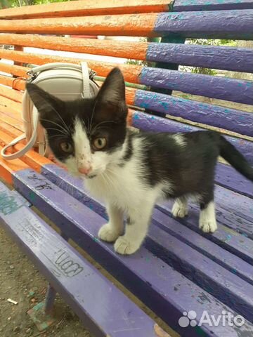 Котик ищет дом