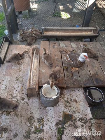 Утята индоутки