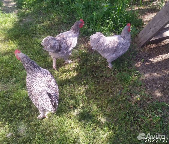 Петух мехеленская кукушка