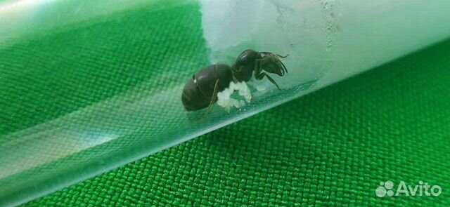 Матки Lasius niger