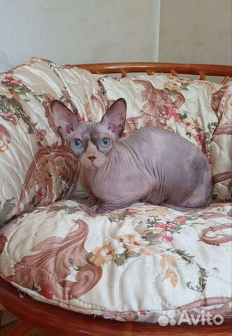 Кошечки Канадский сфинкс