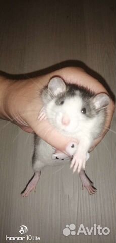 Крыса дамбо