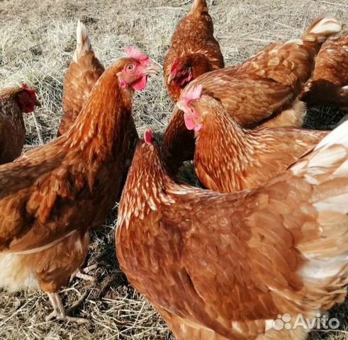 Куры несушки