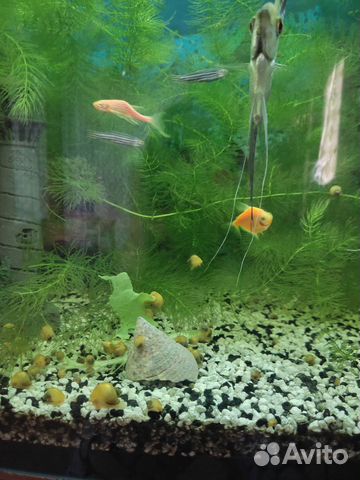 Ампулярия улитка аквариумная