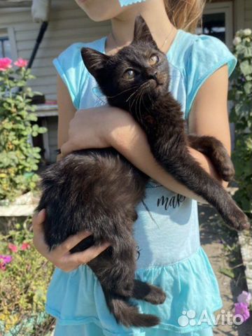 Котенок в добрые руки