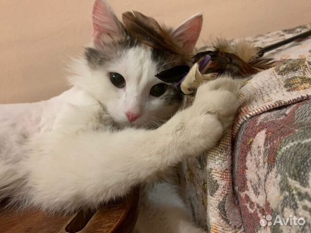 Кот в добрые руки