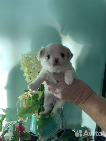 Снегурочка на Новый год