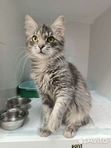 Кошка в дар