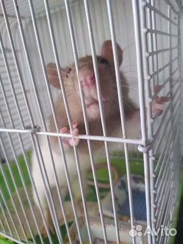 Крыса с клеткой