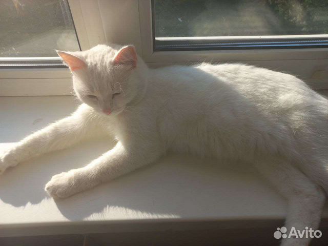 Кошка белая бесплатно