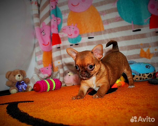 Малек чихуашечка