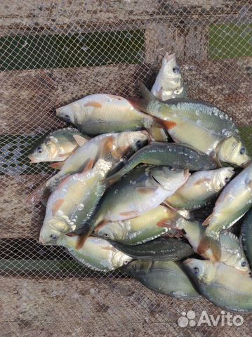 Малек карпа и толстолобика