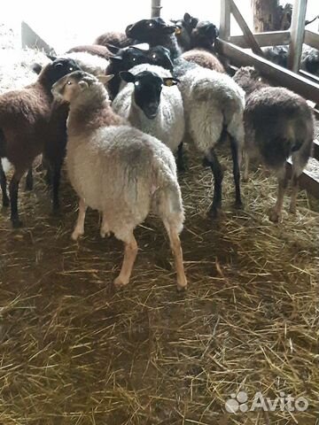 Овцы бараны ягнята