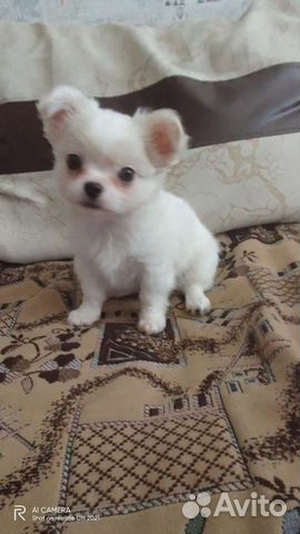 Чихуахуа щенок