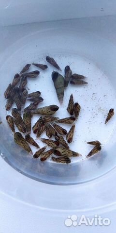 Улитки мелании Бесплатно