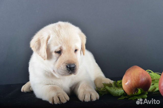 Щенки лабрадора палевые
