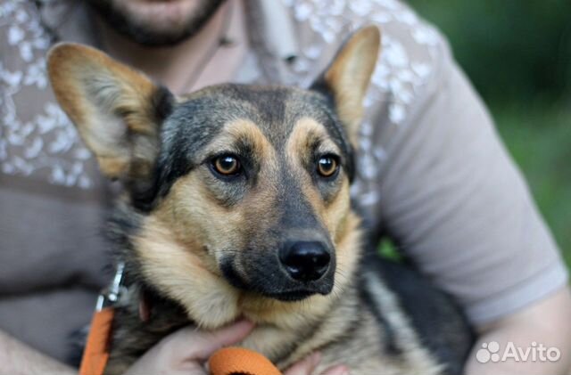 Собака в добрые руки