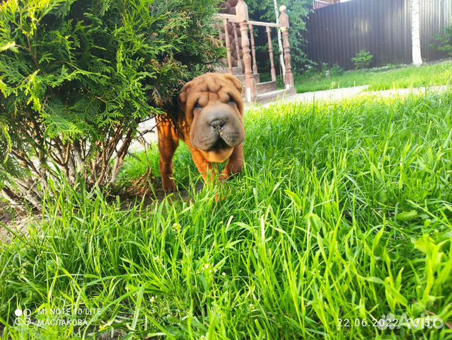 Детки конфетки