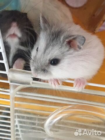 Джунгарики ищут хозяев, мальчики и девочки