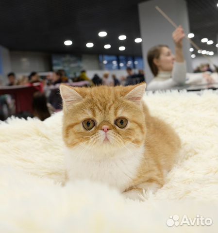 Экзотическая девочка 3 мес