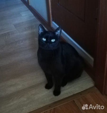 В добрые руки