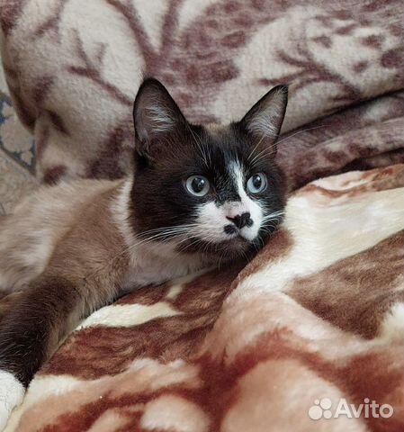 Котик Сноу-Шу