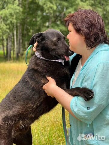 Любвеобильный пес страдает в приюте
