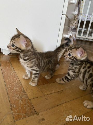 Бенгальские котята