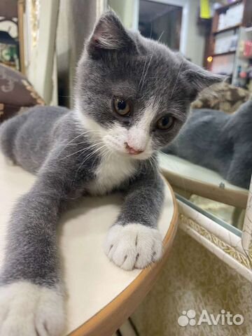 Котенок в добрые руки