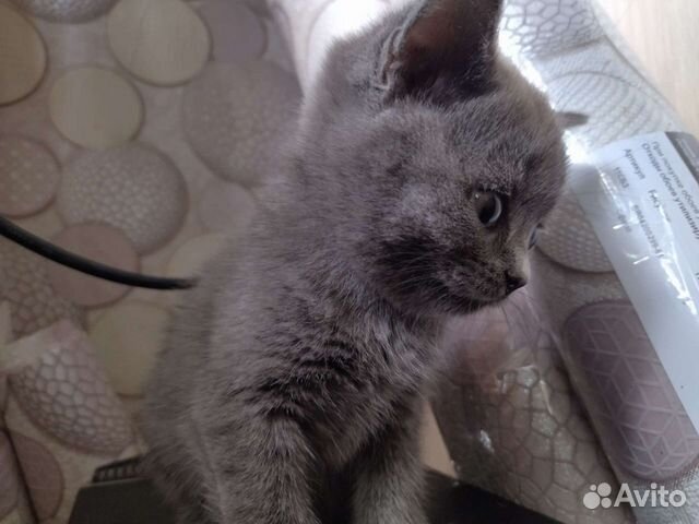 Шотлан-британ котята