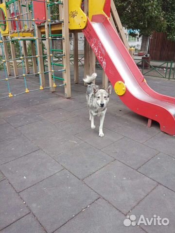 Найден кобель лайки