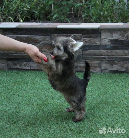 Китайская хохлатая пуховая