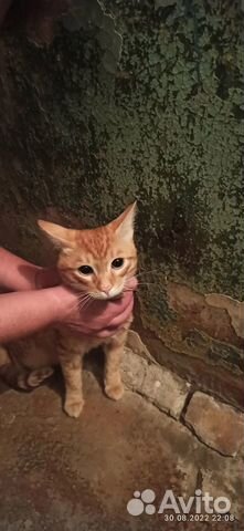 Рыжее солнце ищет дом