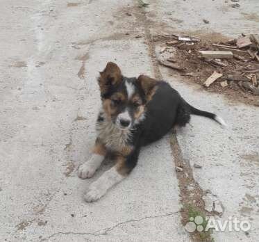 Щенок в добрые руки