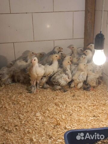 Цыплята брама