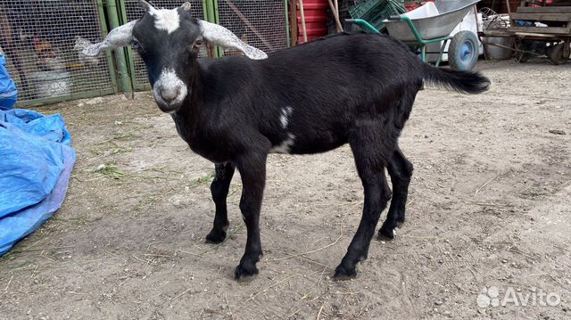 Козочка нубийская (80)
