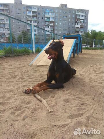 Доберман вязка
