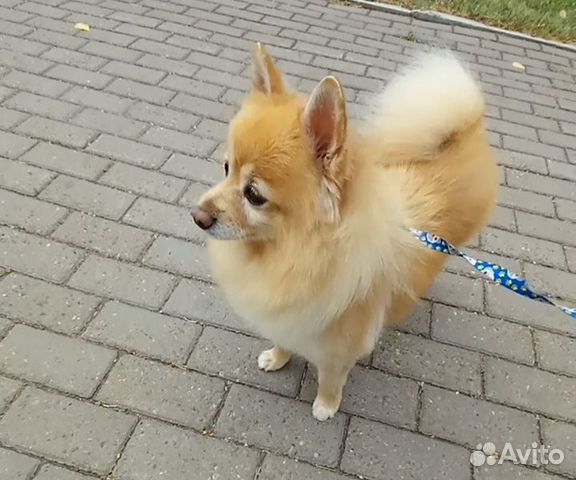 Немецкий шпиц девочка