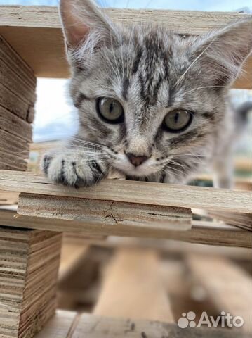 Котенок кошка тигровый окрас