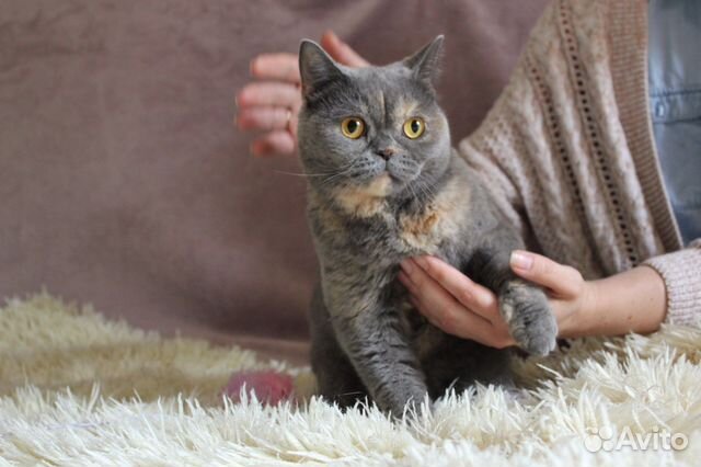 Молодая кошечка в добрые руки