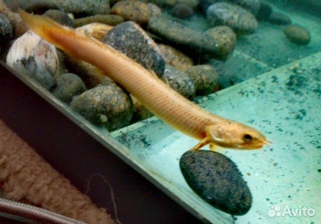 Полиптерус