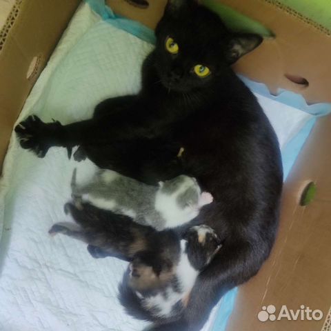 Красавице и еë деткам нужен дом