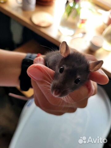 Декоративная крыса